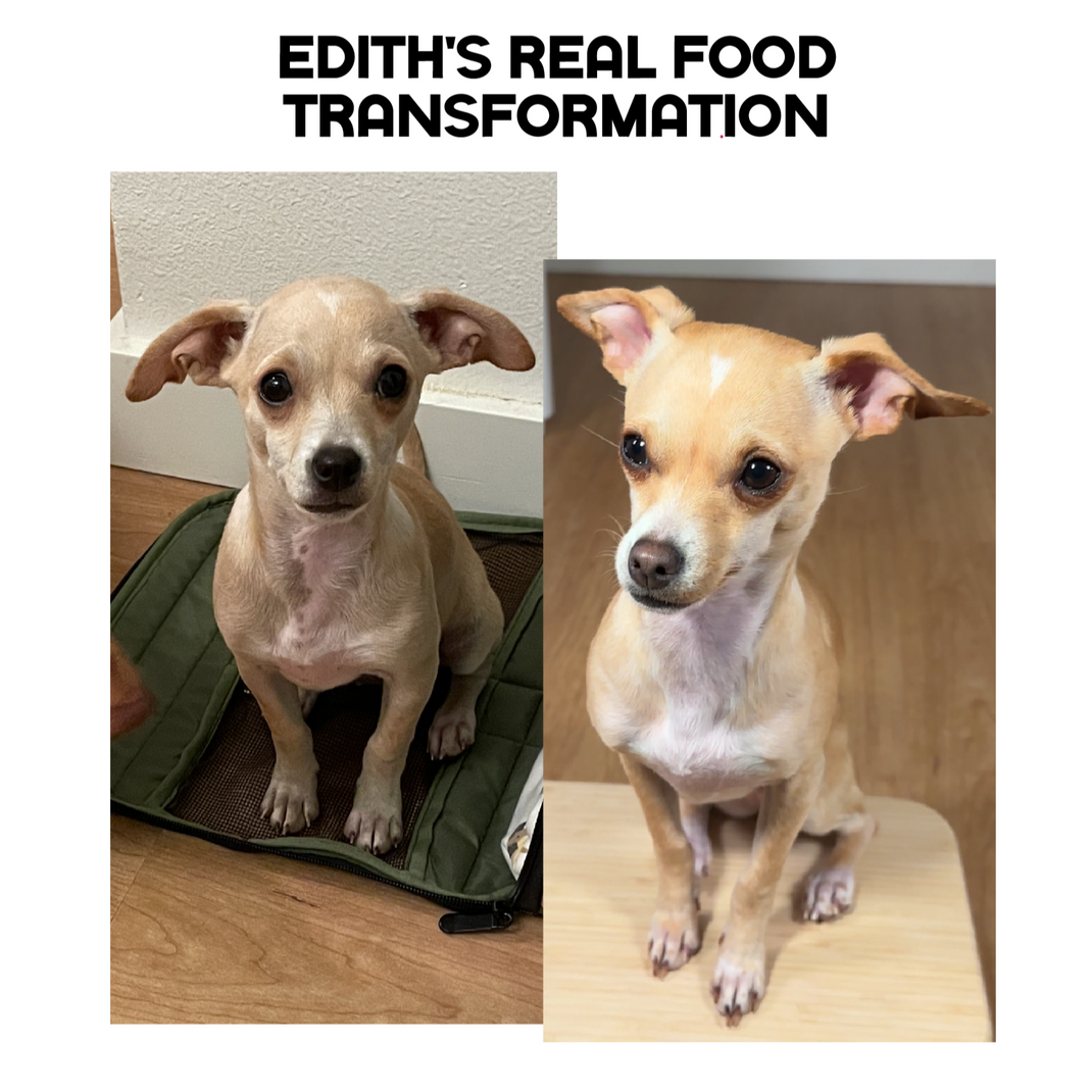 Real food for dogs – Precious Creatures Co